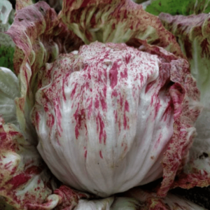 Types of Chicory | Radicchio, Sugarloaf, Rosalba, Escarole