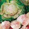 Types of Chicory | Radicchio, Sugarloaf, Rosalba, Escarole