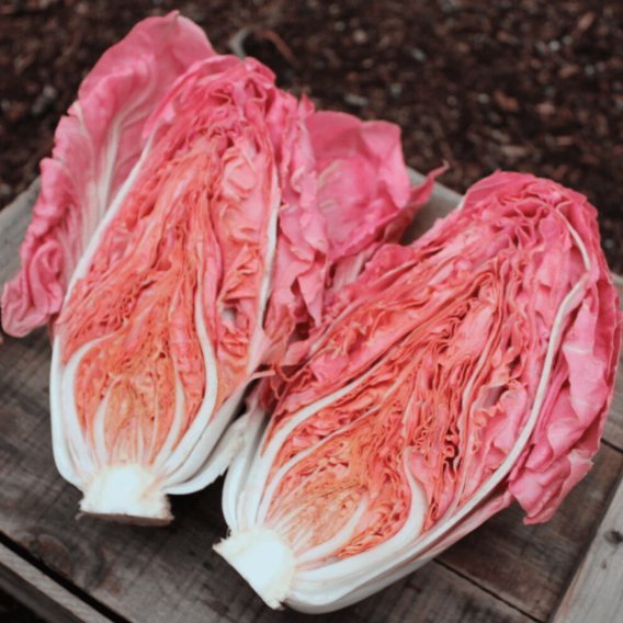 Types of Chicory | Radicchio, Sugarloaf, Rosalba, Escarole