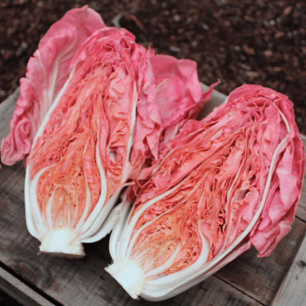 Types of Chicory | Radicchio, Sugarloaf, Rosalba, Escarole